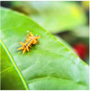 Belajar dari Serangan Ulat Api: Inovasi dalam Pengendalian Hama Terkini ...