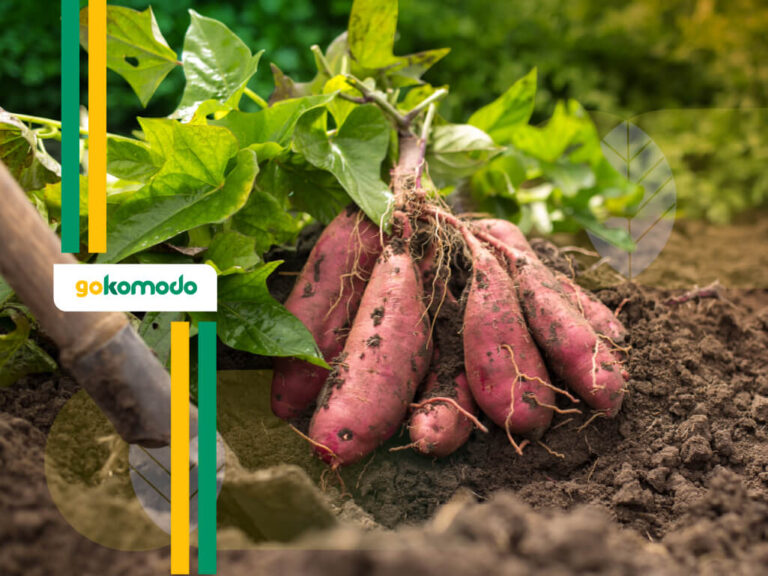 Mau Tau Cara Budidaya Ubi Jalar Yang Memuaskan? Simak Yang Satu Ini ...