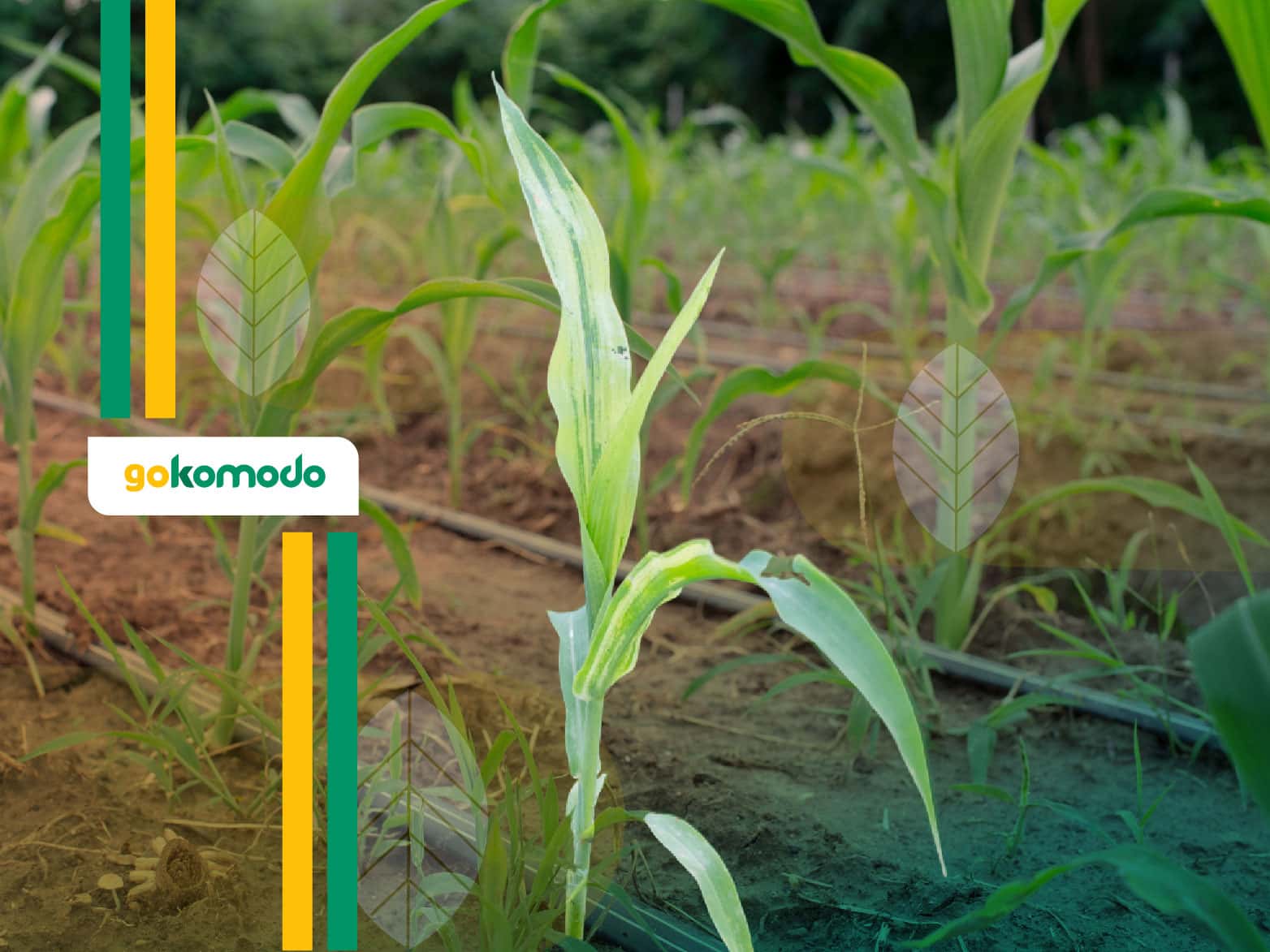 Apa yang Bisa Dipelajari dari Penyakit Bulai Jagung? Ada Banyak! Yuk ...