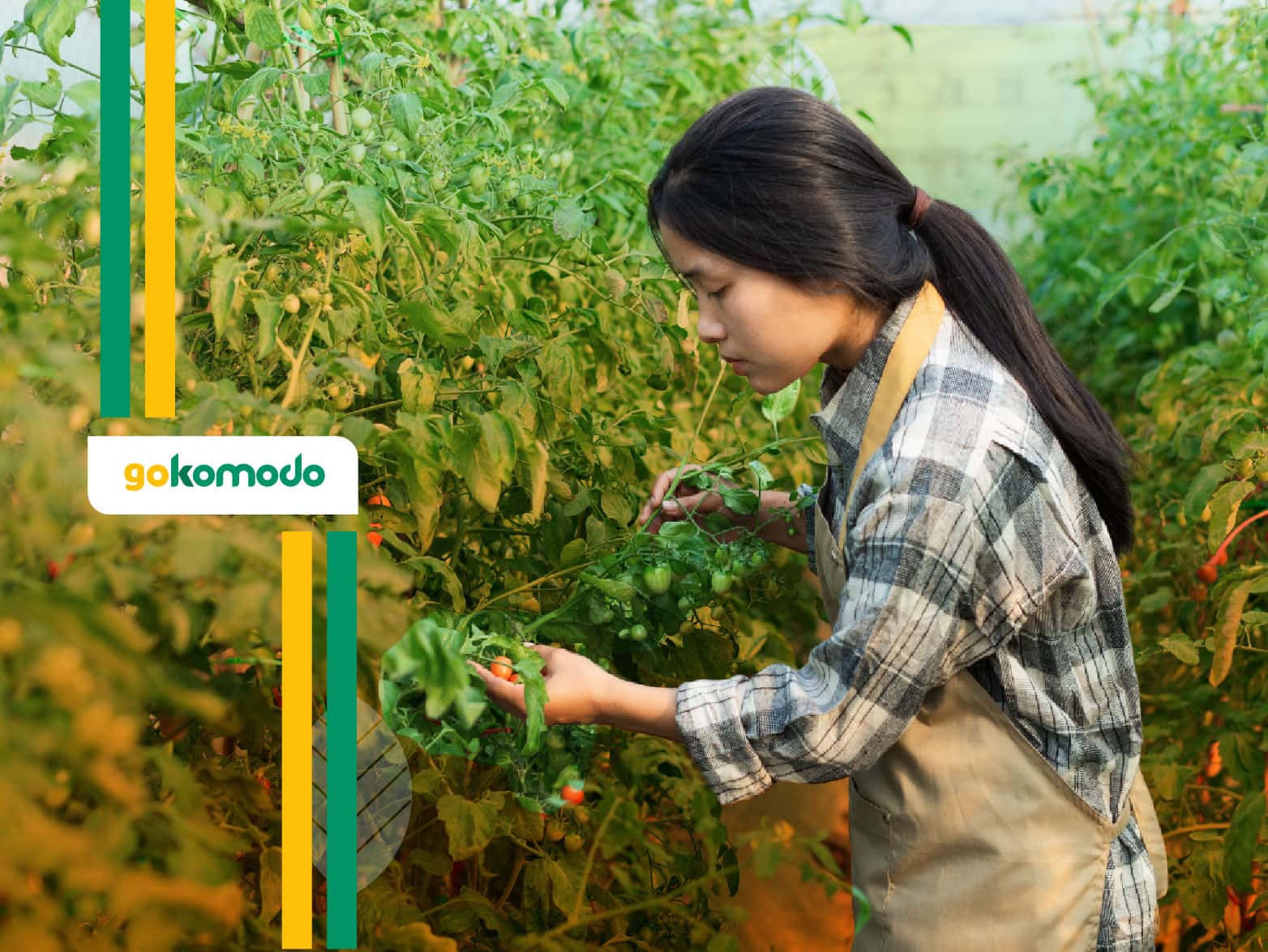 Approved! Inilah Tips Anti Gagal Budidaya Tomat di Lahan Terbatas ...