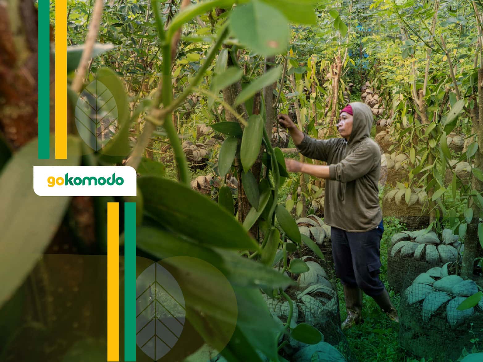 Cara Mudah Budidaya Vanili dalam Pot, Cocok untuk Mengisi Pekarangan ...