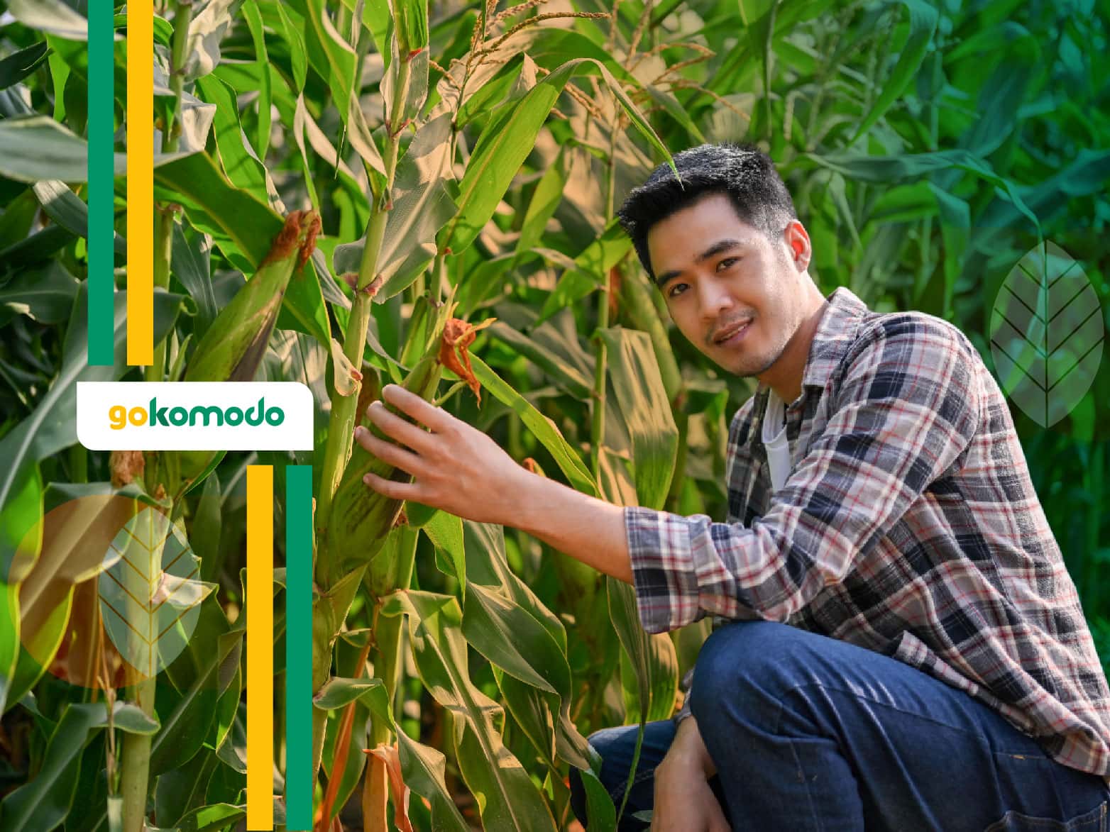 Budidaya Jagung Tanpa Olah Tanah: Cara Baru Budidaya Jagung yang Sat ...