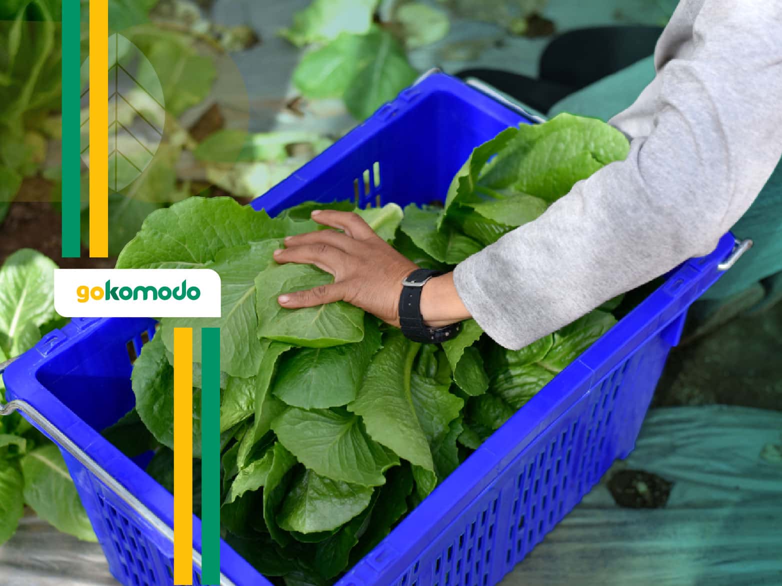 Jangan Tahu Makannya Aja! Yuk Tahu Juga Cara Menanam Sawi Dalam Artikel Berikut Ini! | Gokomodo