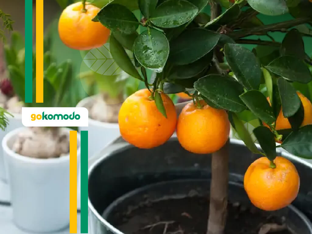 Yakin Sudah Familiar dengan Tabulampot? Yuk, Belajar Lebih Banyak ...